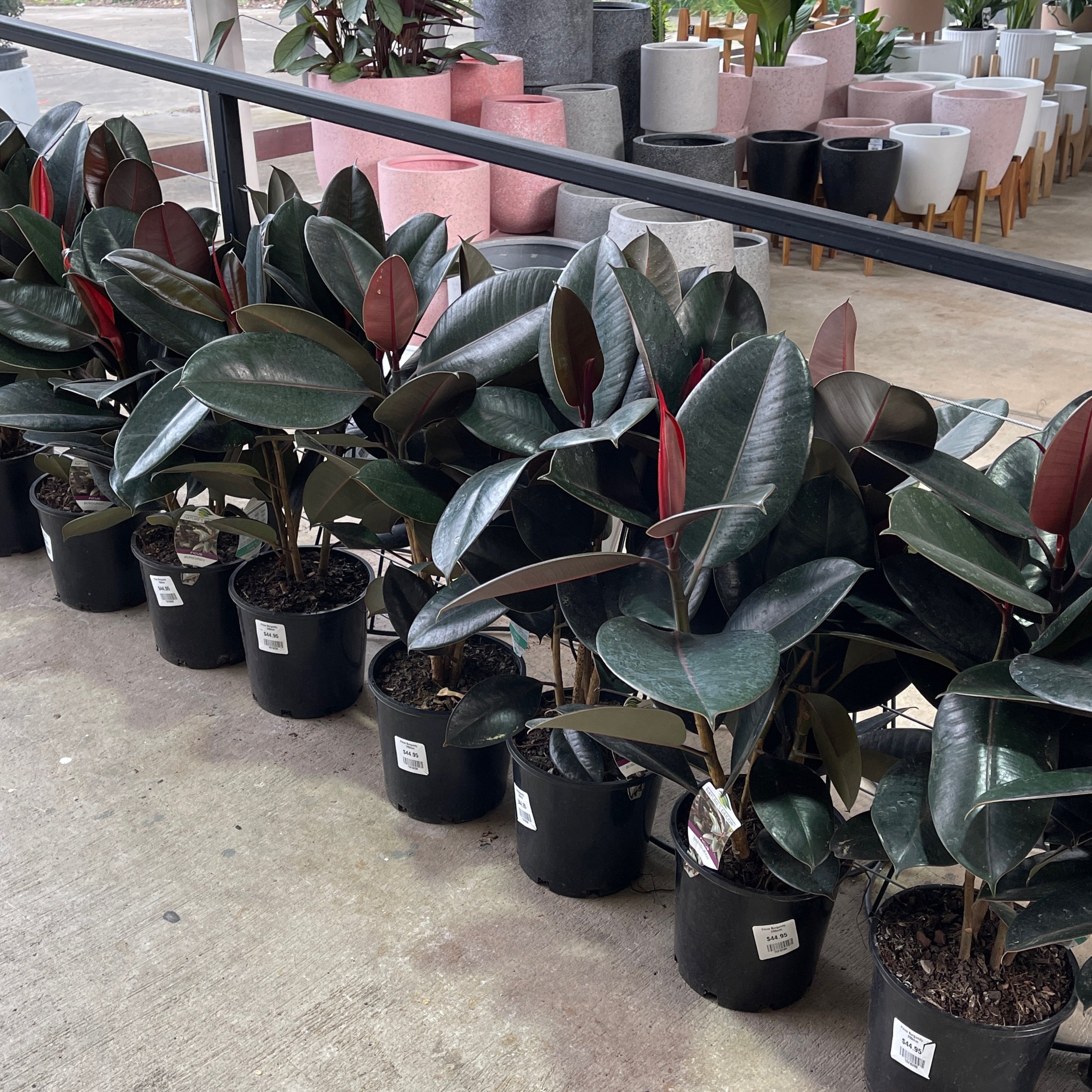 Ficus Burgundy - 200mm | Exotic Botanic