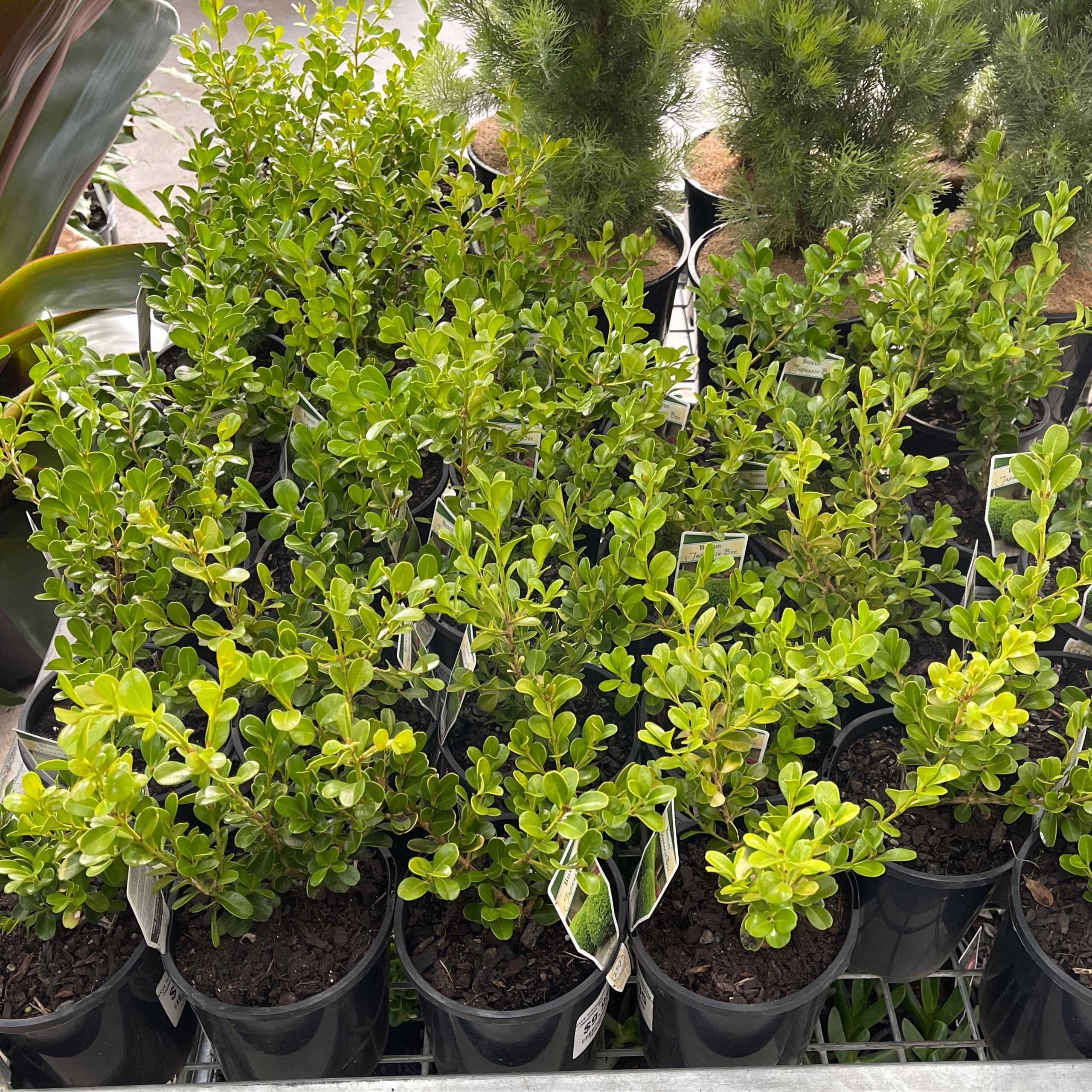 Buxus Microphylla Japonica - Japanese Box - 140mm | Exotic Botanic