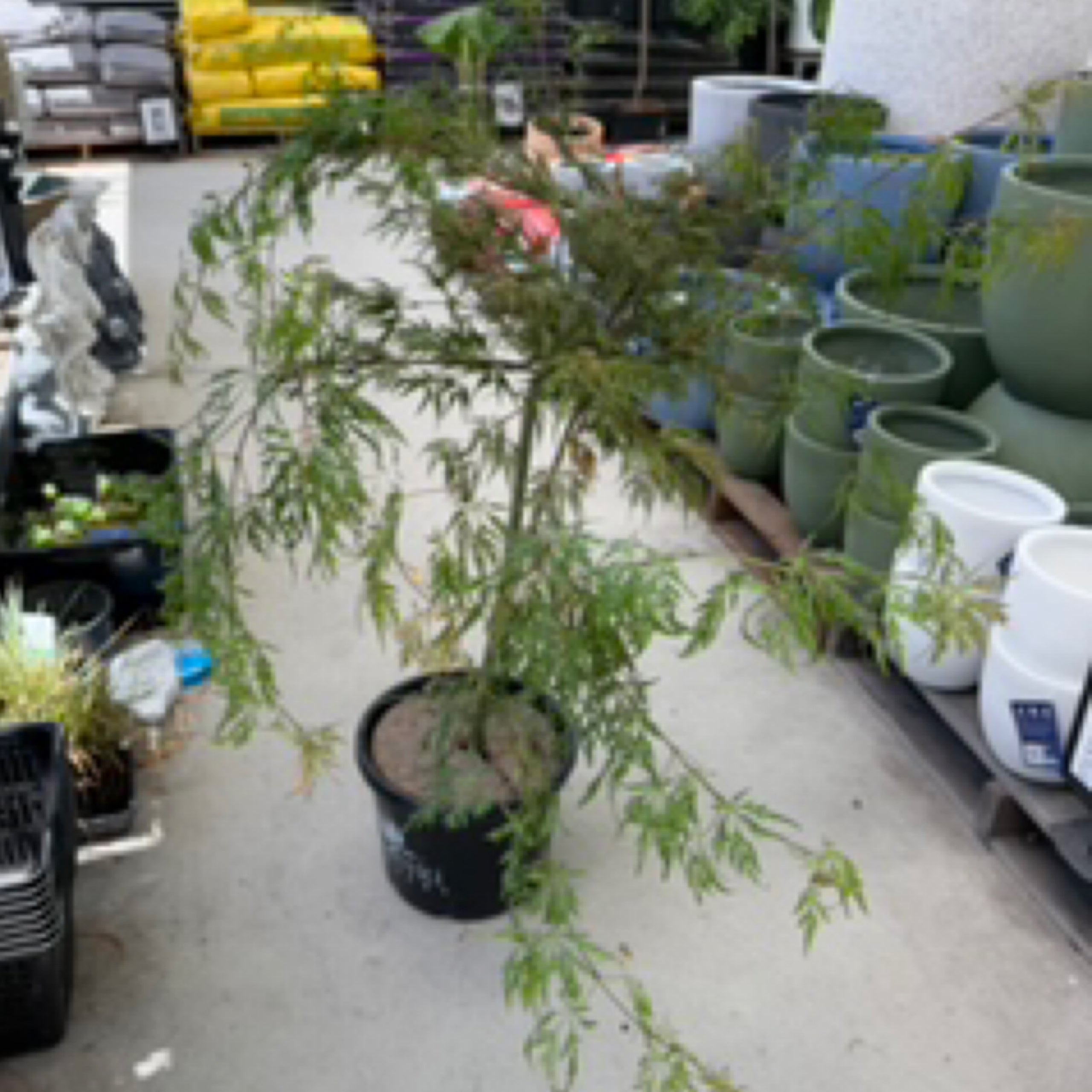 Acer Palmatum - Autumn Fire - 330mm | Exotic Botanic