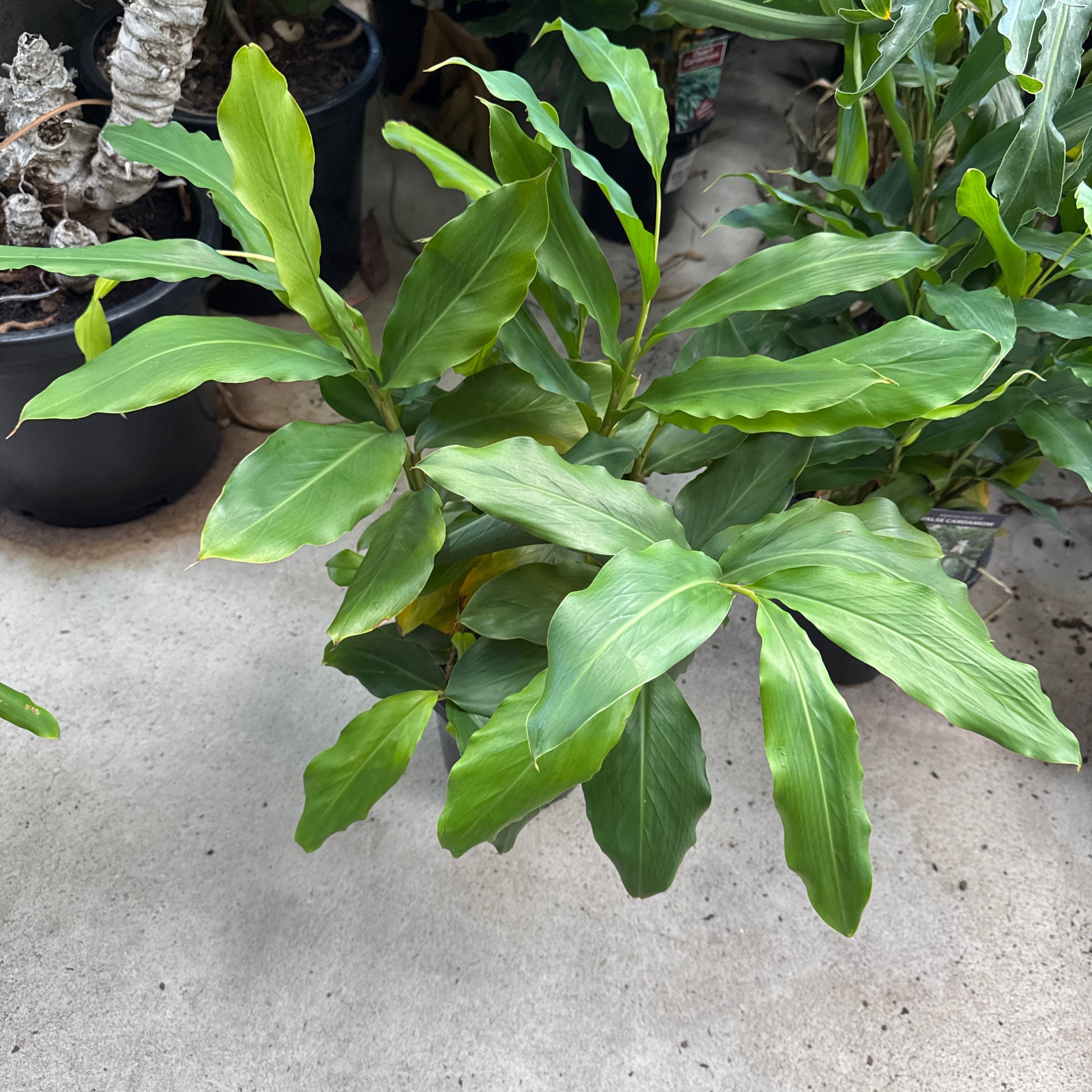 Alpinia NUtans - Dwarf Cardamom - 180mm | Exotic Botanic
