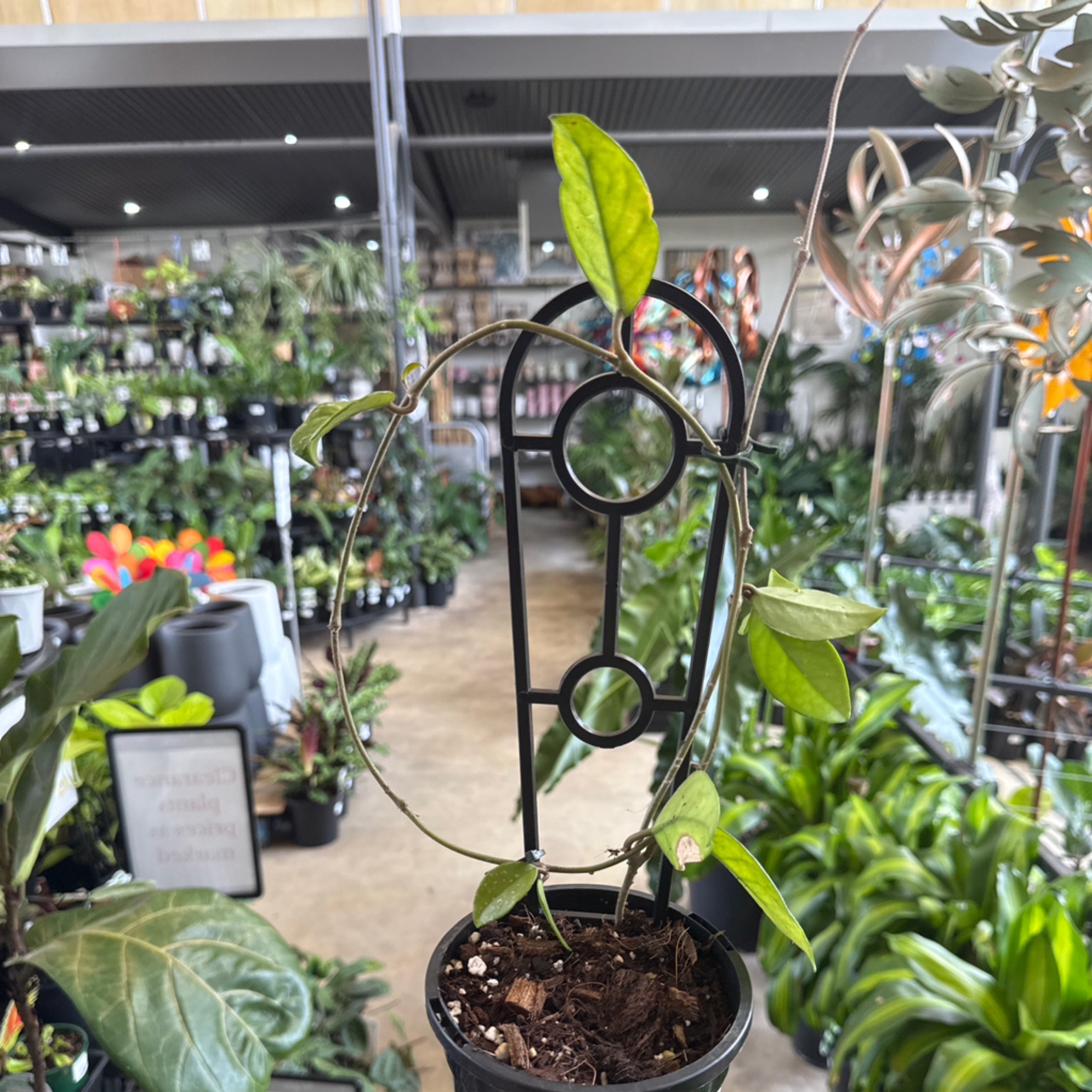 Hoya Asst - 118cm | Exotic Botanic