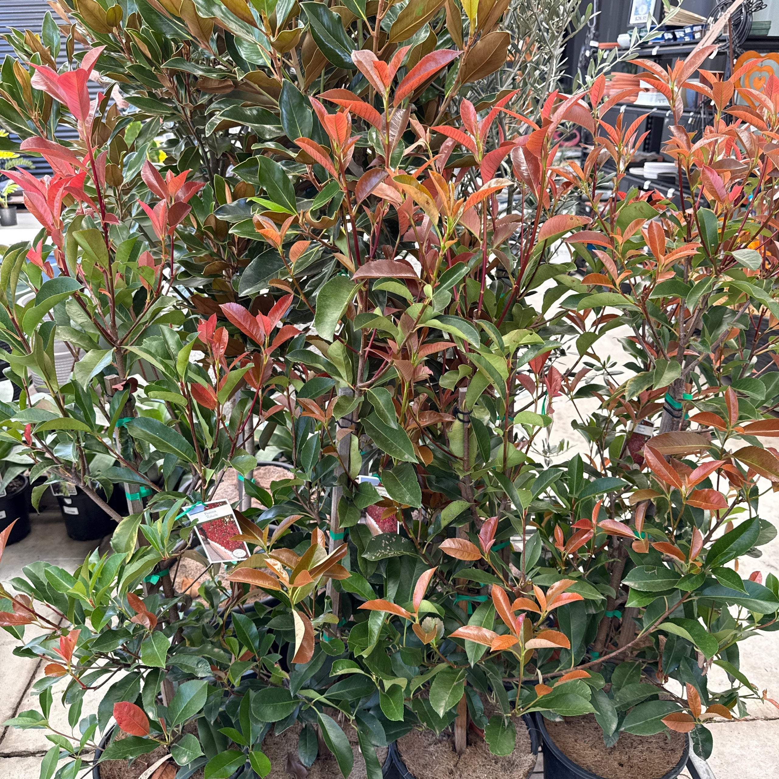 Photinia Robusta - 250mm | Exotic Botanic