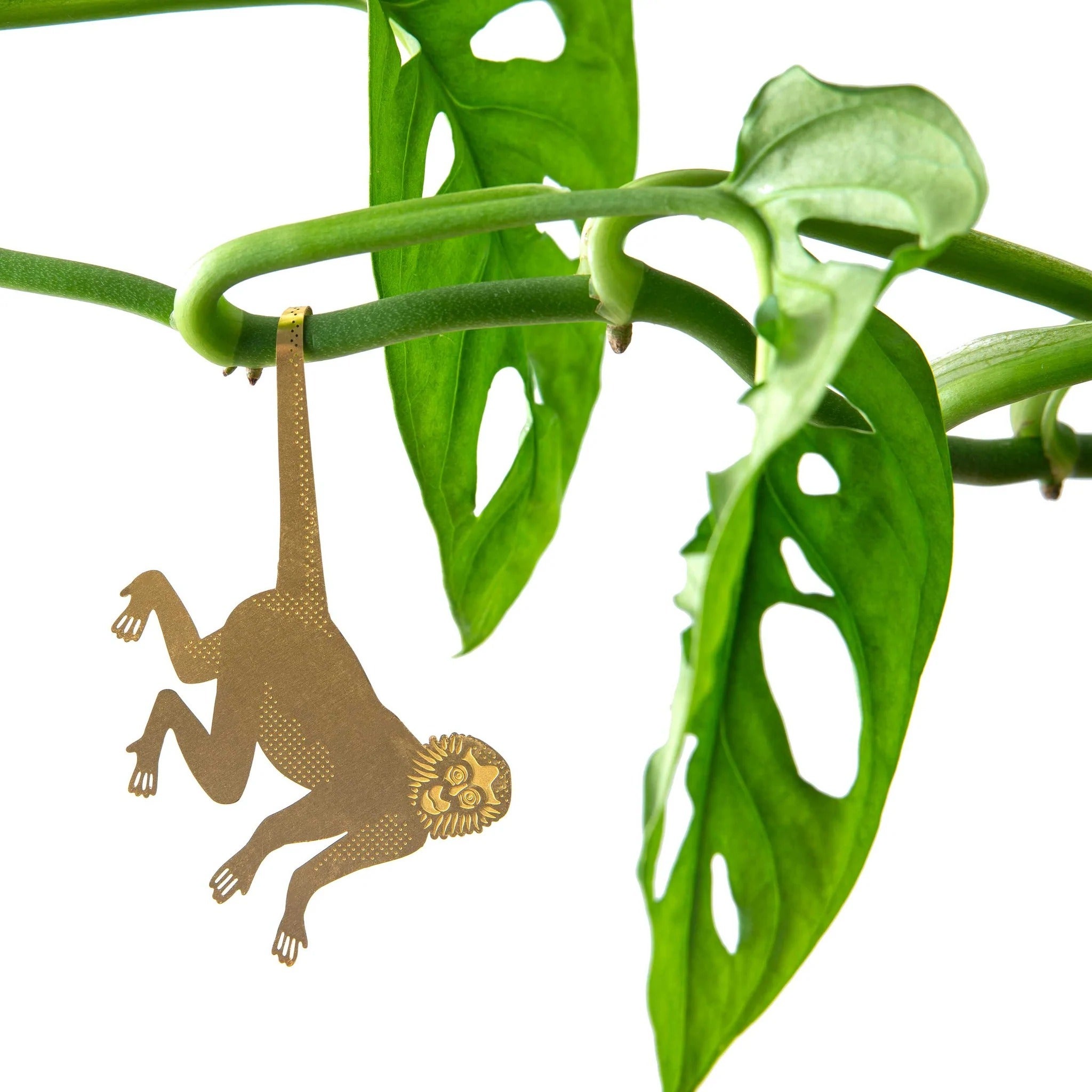 Plant Animals Spider Monkey | Exotic Botanic